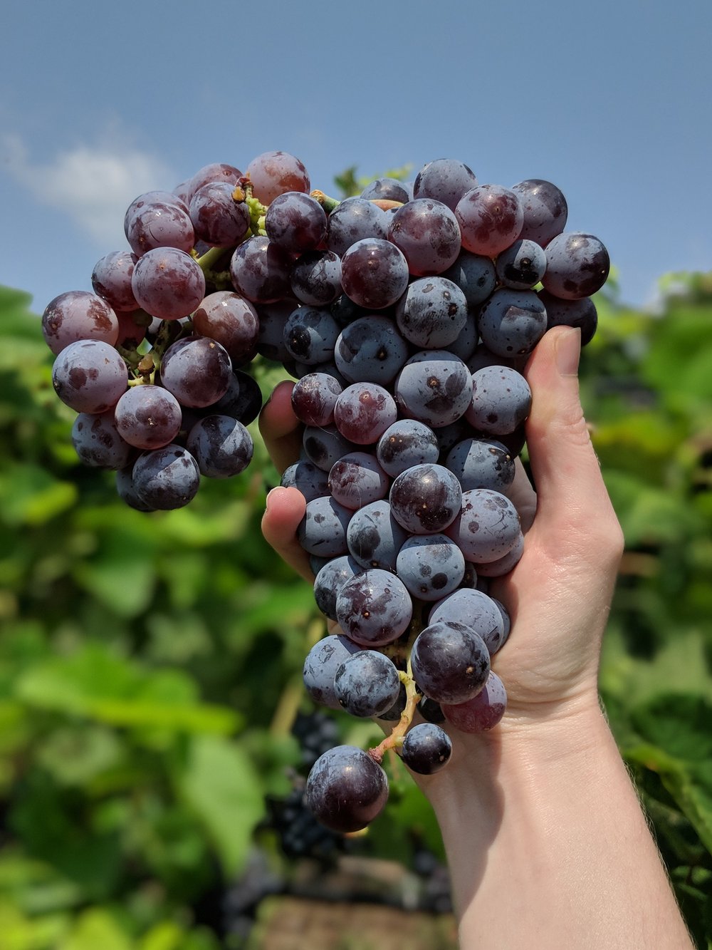 Ellen Scott - TerraVox Winery