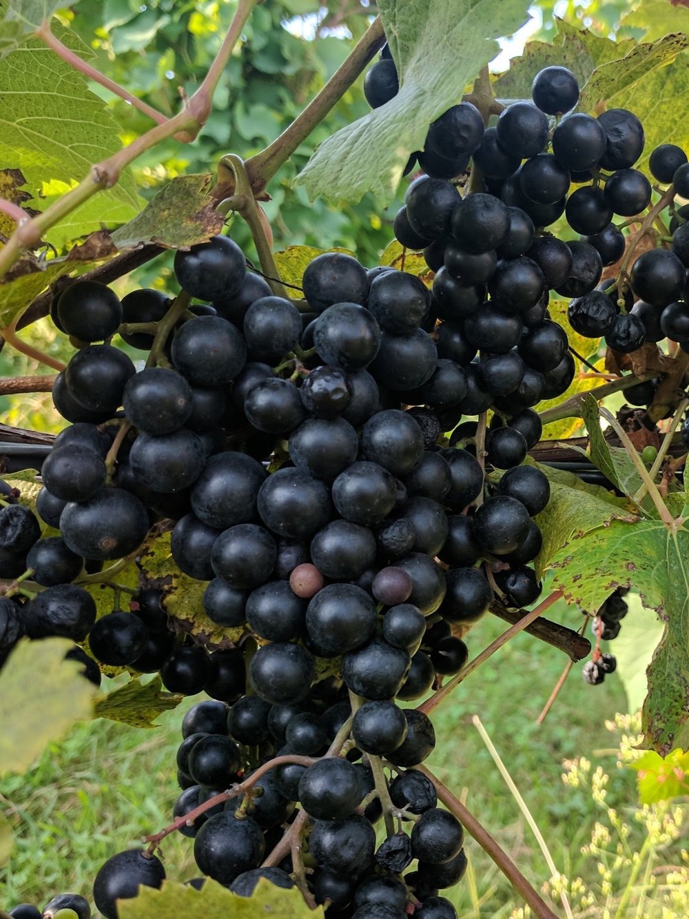 Lomanto - TerraVox Winery